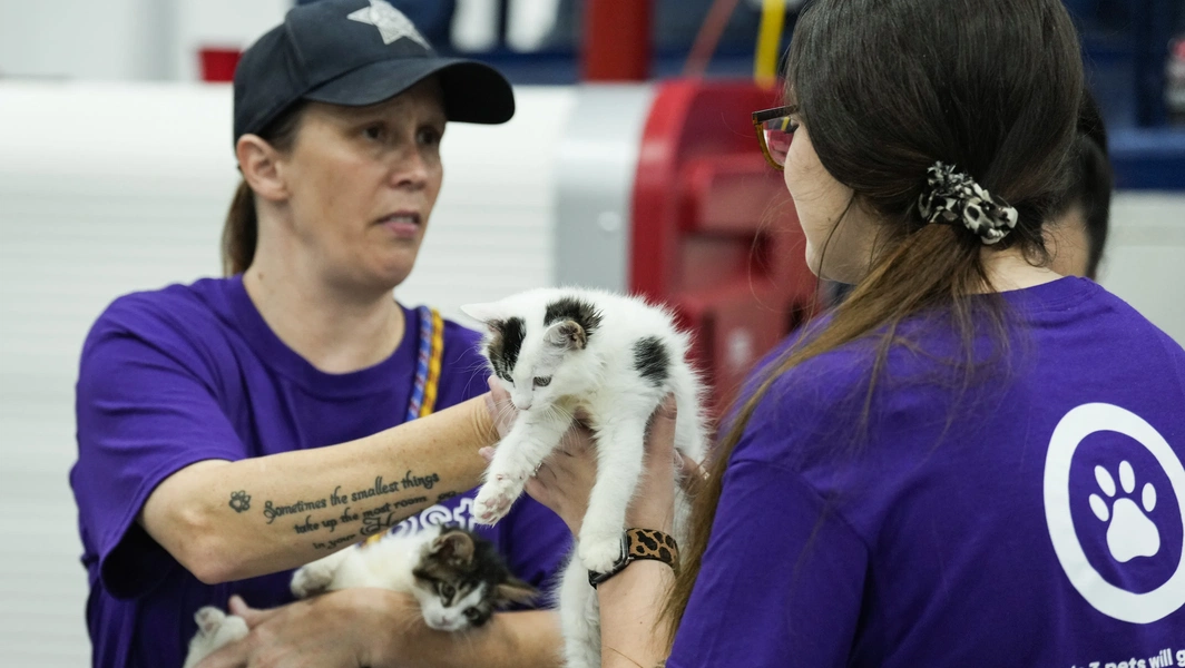 11 inspiring cat foster success stories