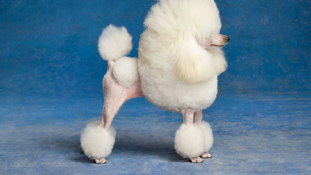 Small dog breeds that steal hearts daily
