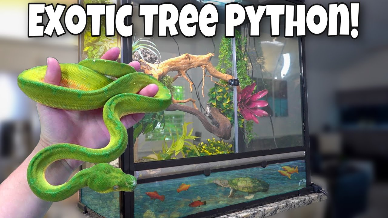 Bringing home my new green tree python