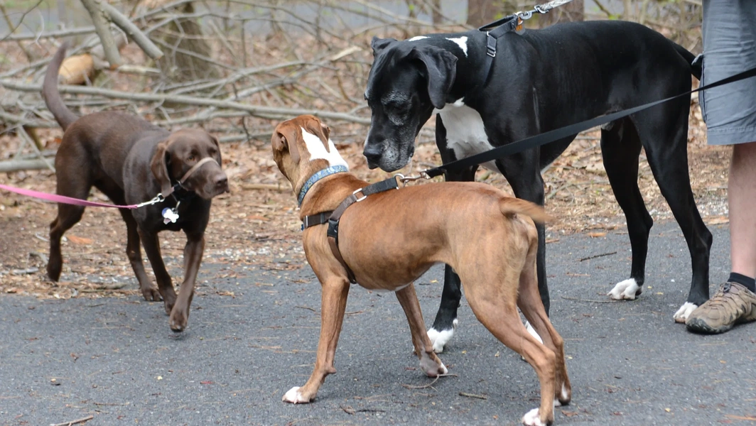 Experts outline safe steps for introducing rescue dogs to territorial pets