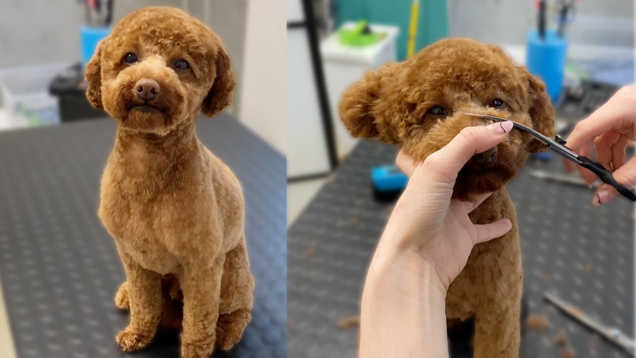 Adorable toy poodle gets a professional teddy bear makeover | Teo’s ...