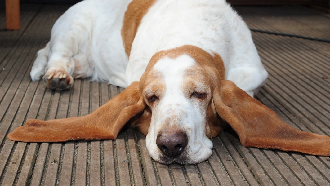 9 gentle dog breeds for relaxed living