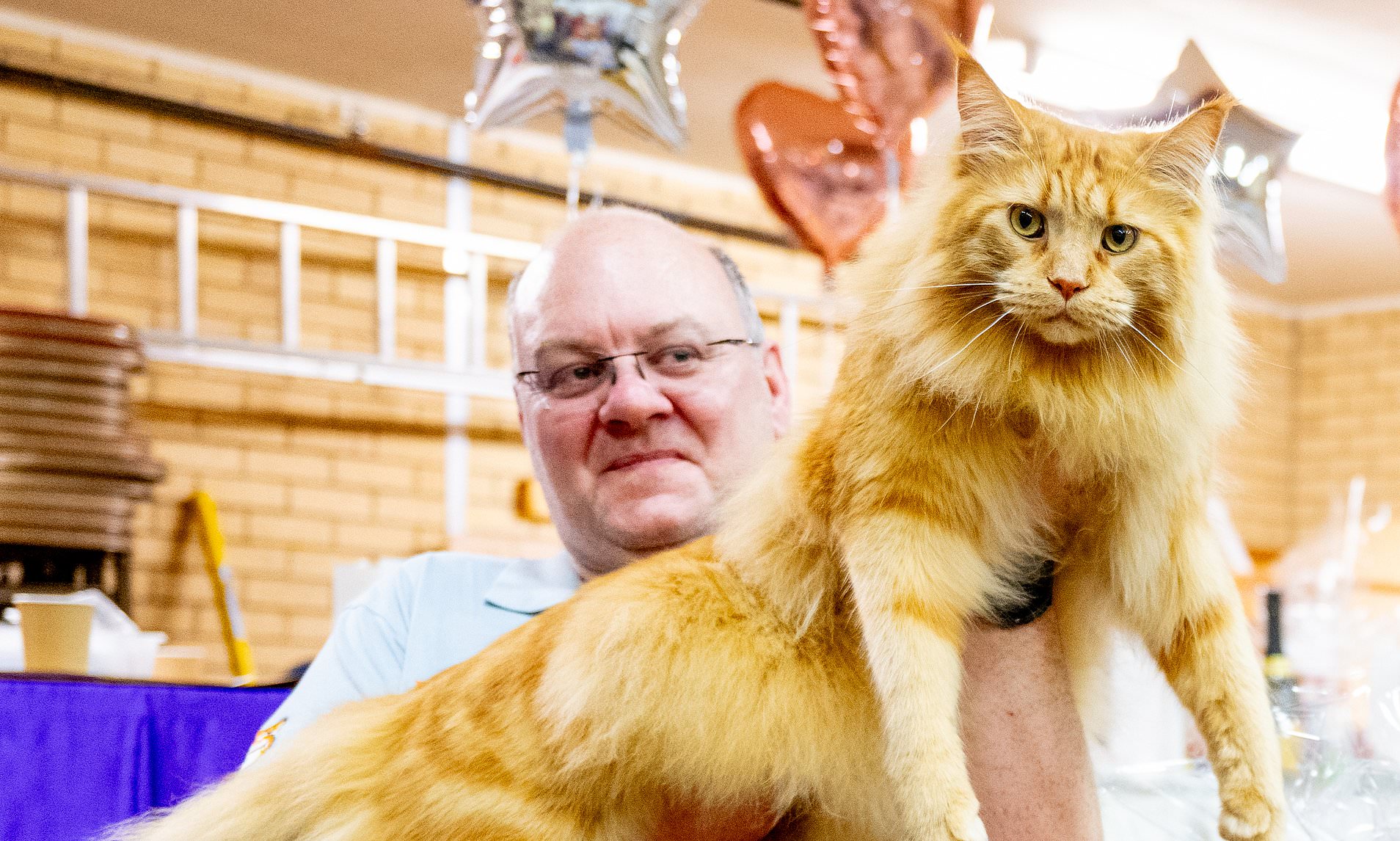 Feline lucky! Logan the red Maine Coon is judged at annual show