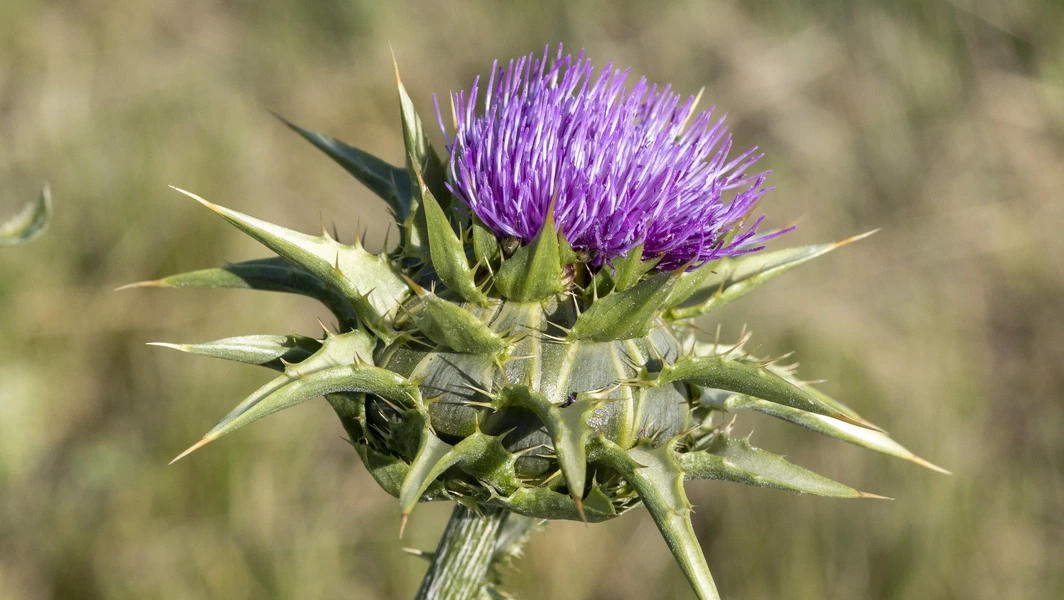 Identifying and removing invasive bull thistle