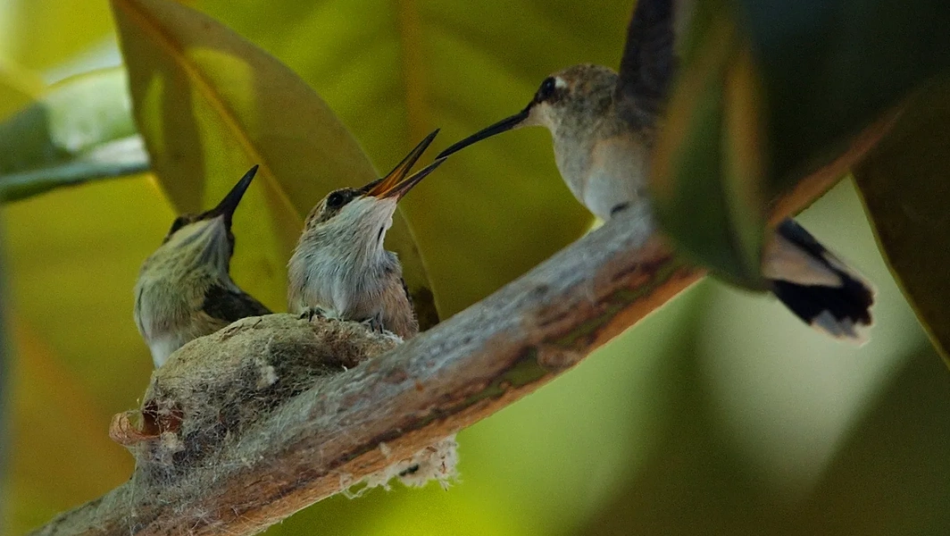 24 remarkable bird nesting strategies