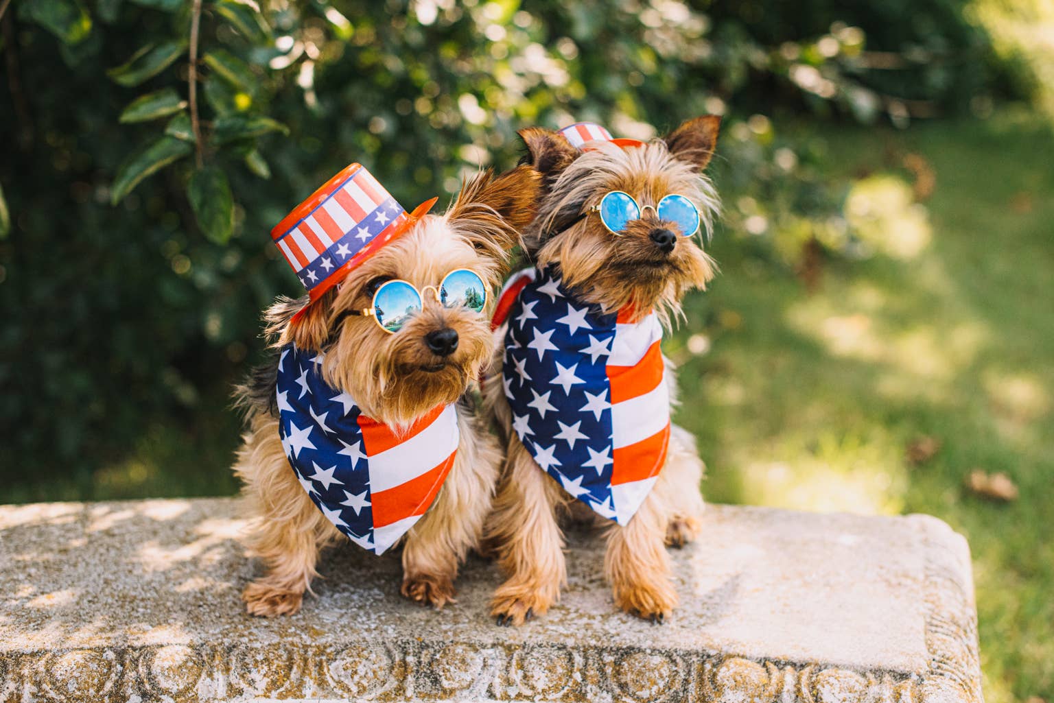 Chief veterinarian shares pet safety tips ahead of America's biggest ...