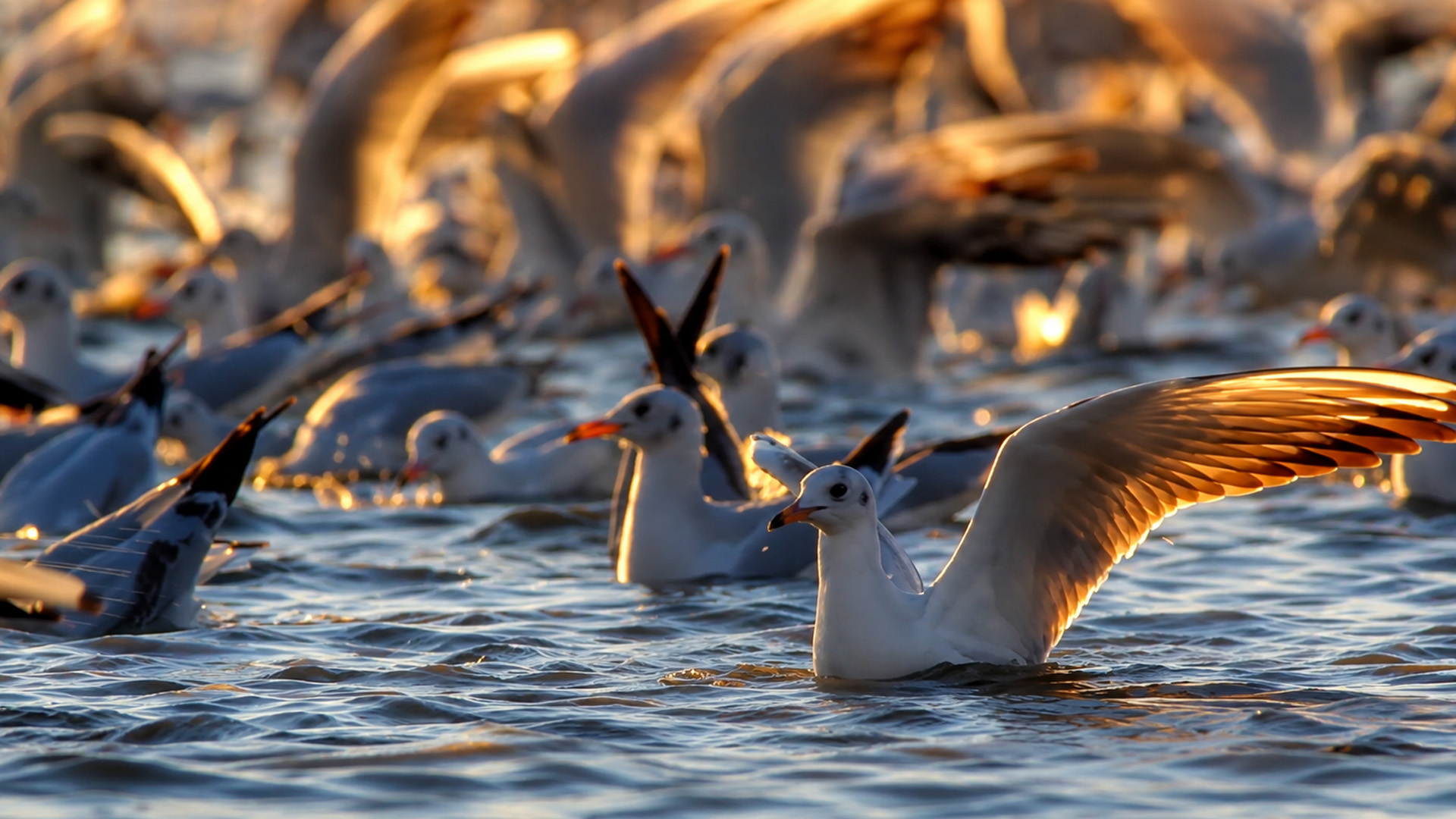A golden hour bird gathering captured by hidden camera