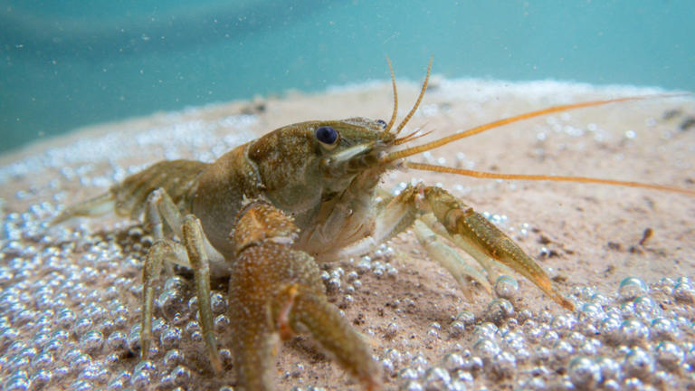 A newly named superfamily of seafloor crustaceans turned out to be its ...