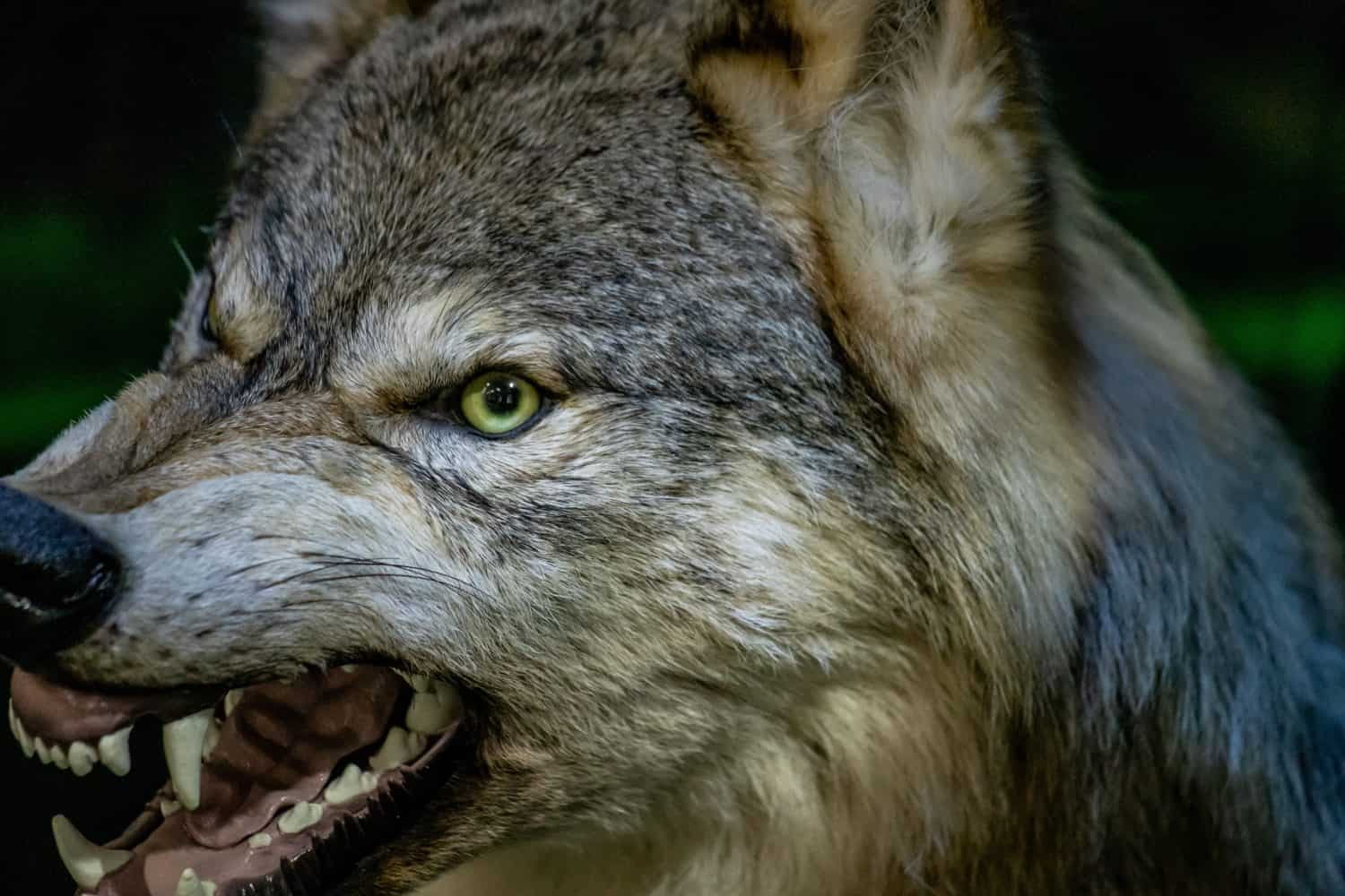 Scientist who presented the “alpha wolf” theory later spent decades ...