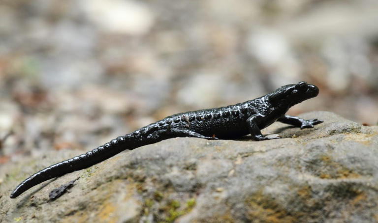 Rediscovered in 2014, this salamander’s habitat was almost lost to coffee
