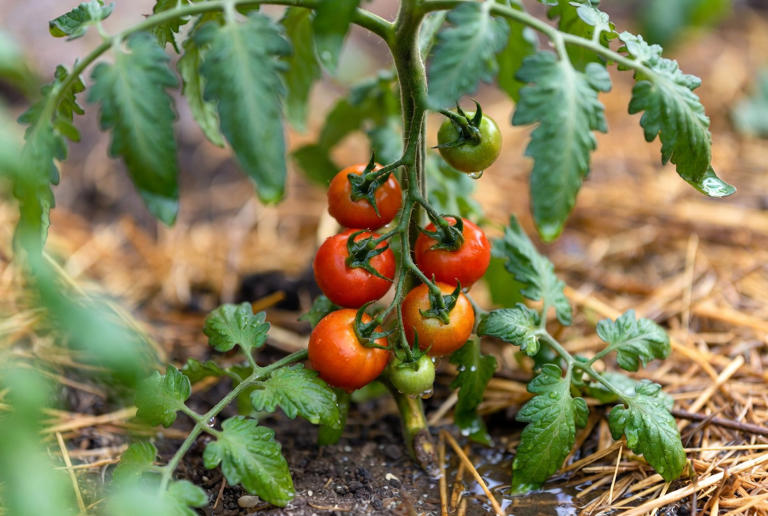 Come annaffiare la pianta di pomodoro in estate col caldo
