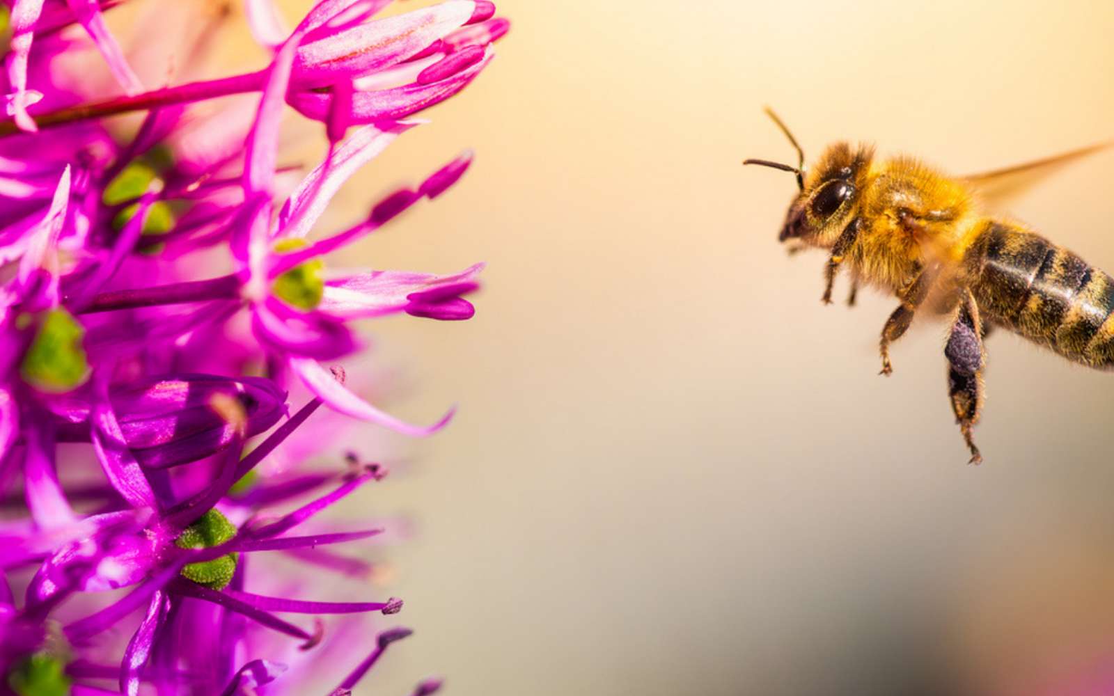 Que se passerait-il si toutes les abeilles disparaissaient du jour au ...
