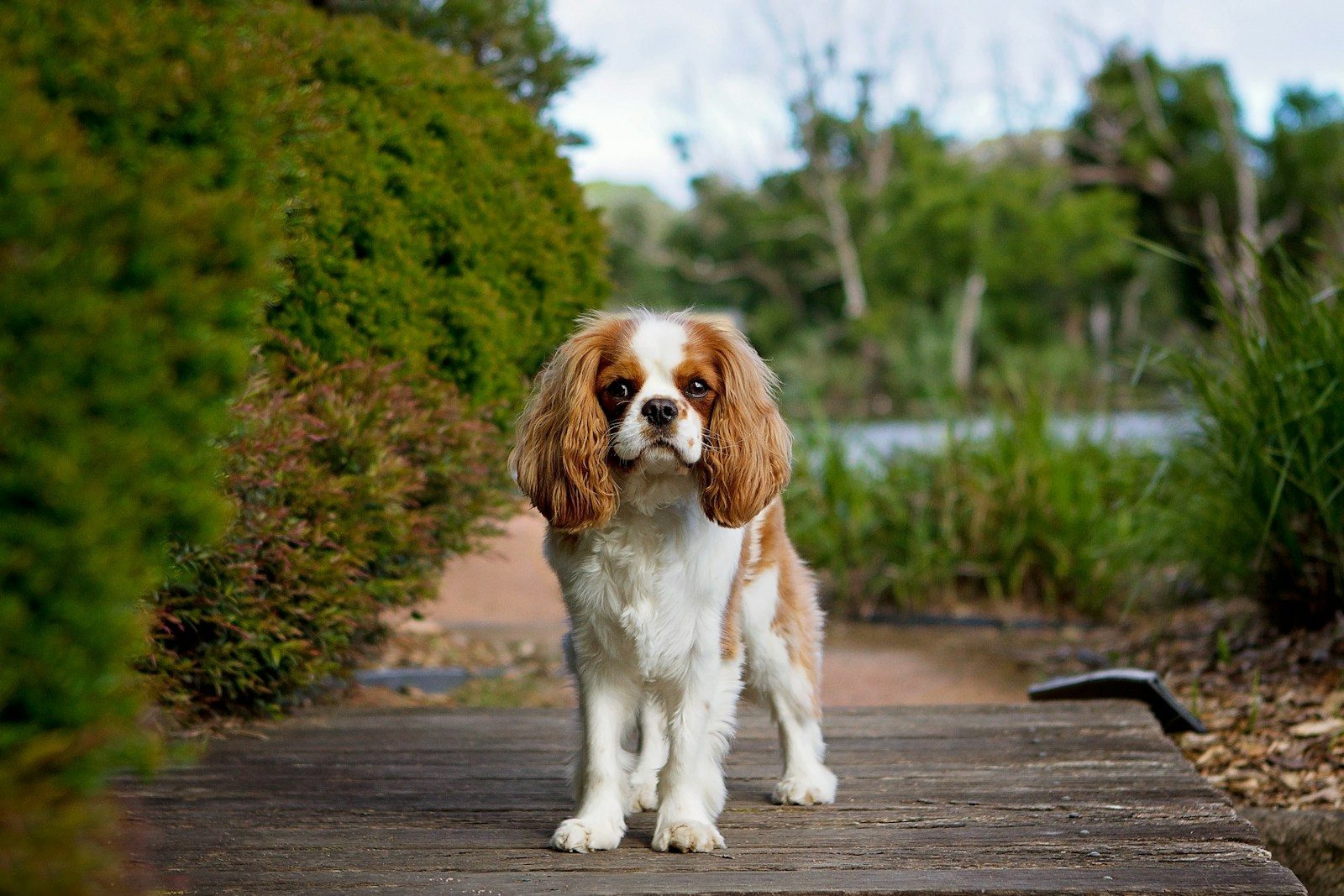 Common mistakes dog owners make and how they affect behavior