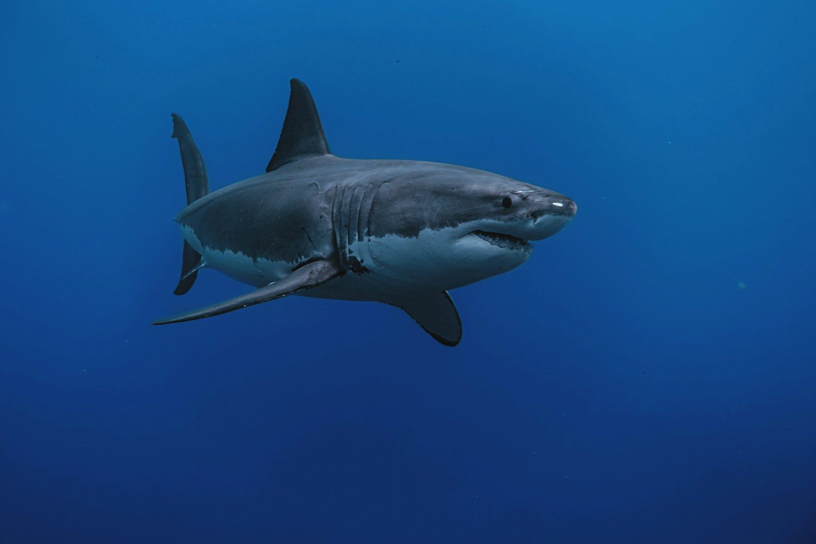 6 times sharks left scientists completely amazed