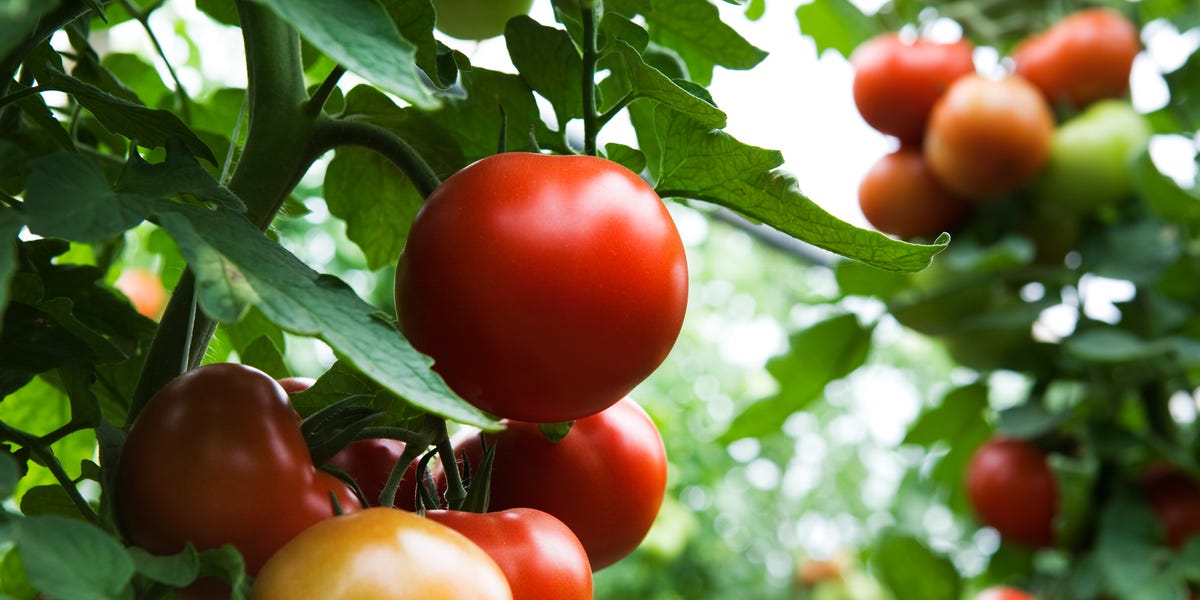 The tomato-pruning tip that may be backfiring
