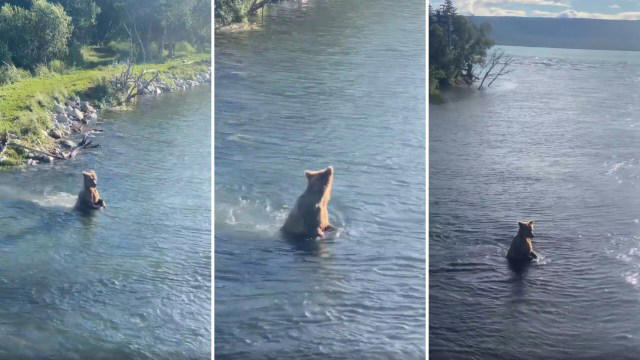 Video shows massive Katmai brown bear striding on two legs as it scans ...