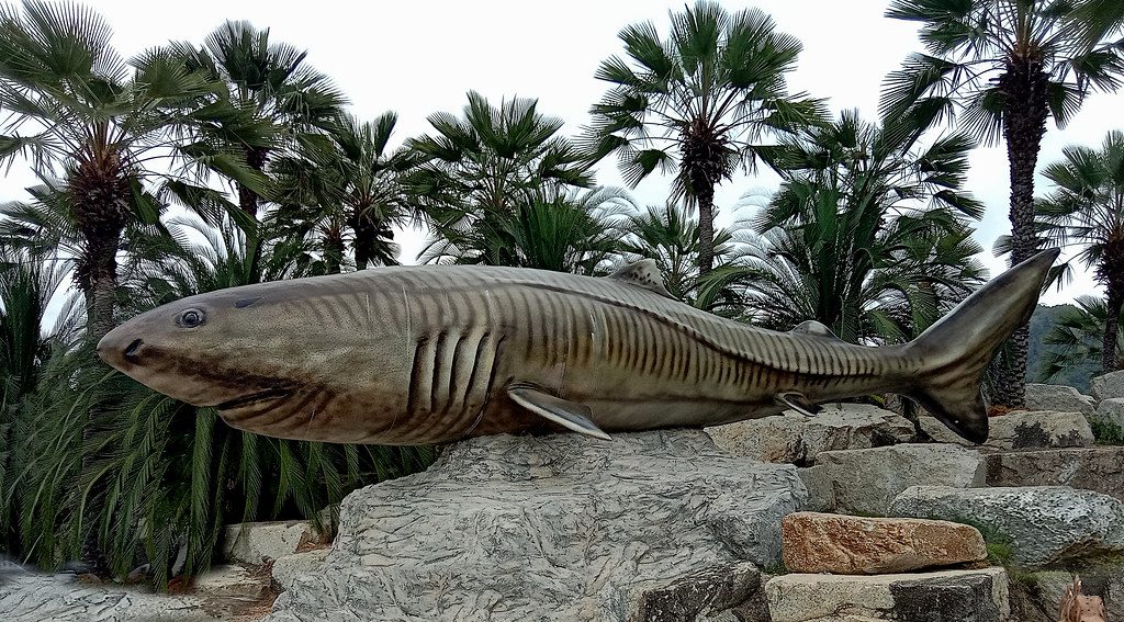 The Greenland shark may be the oldest vertebrate on Earth