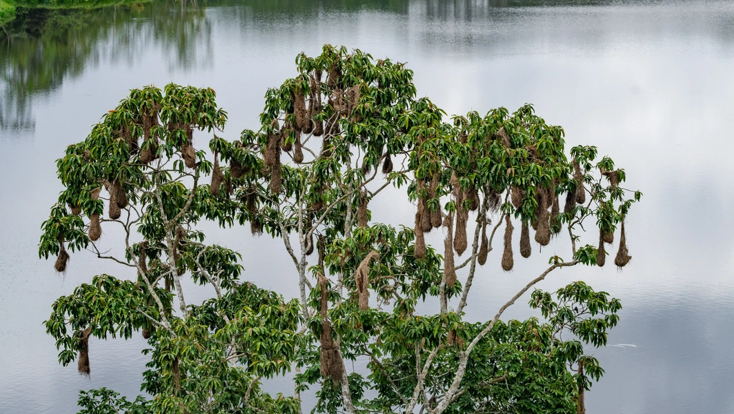 10 unusual and mysterious finds in trees