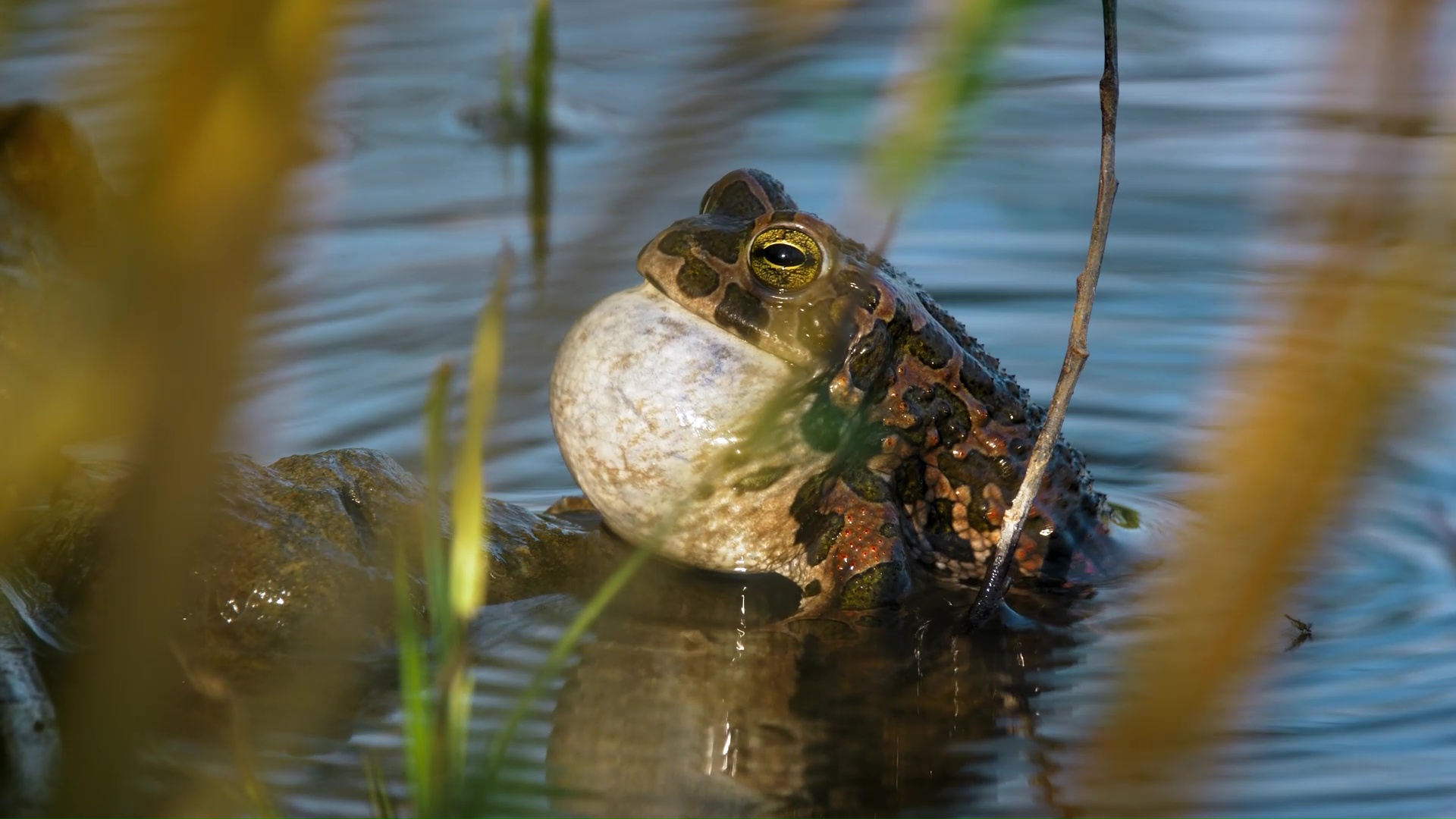 I filmed a toad during a rare breeding moment