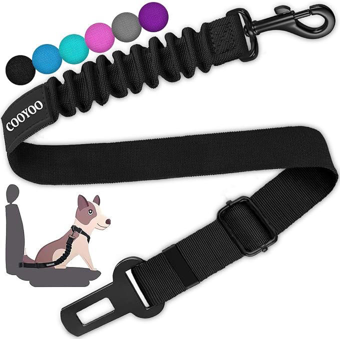 10 car essentials every dog owner needs