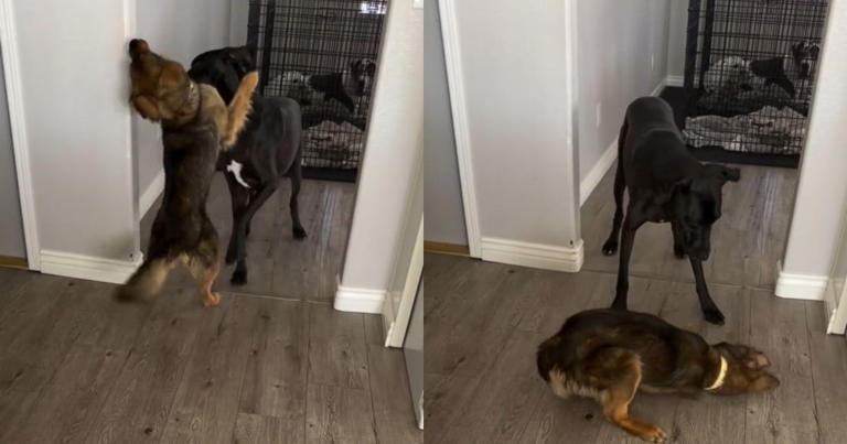 Dog starving on streets marks major milestone after rescue