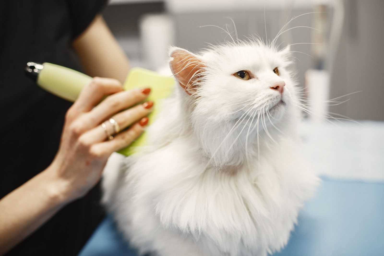 How a patient groomer tamed a terrified rescue cat