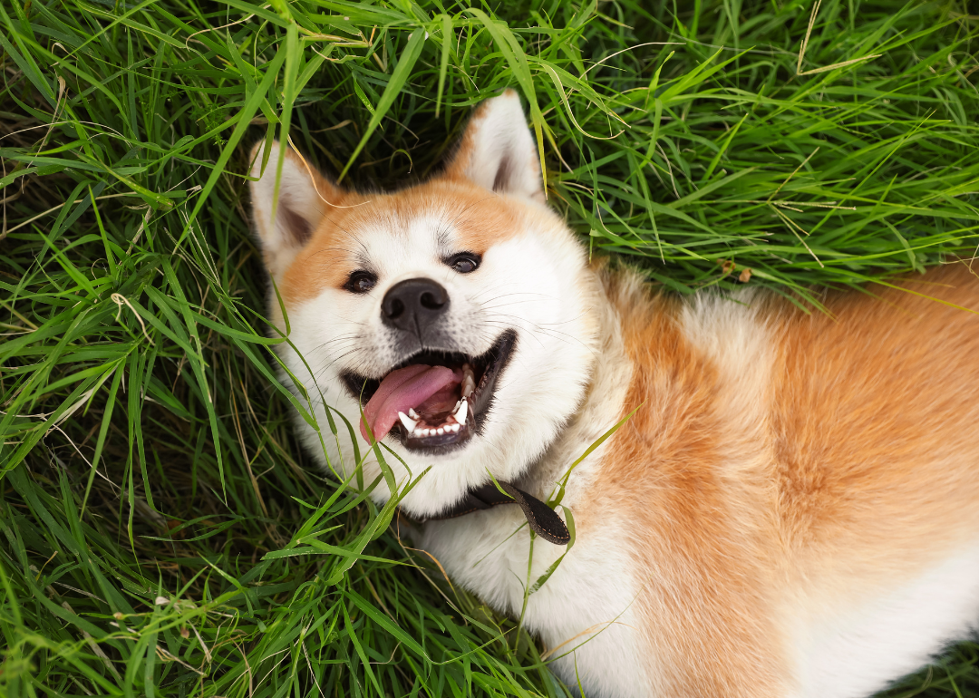 15 beloved dog breeds that almost never bark, according to the American ...