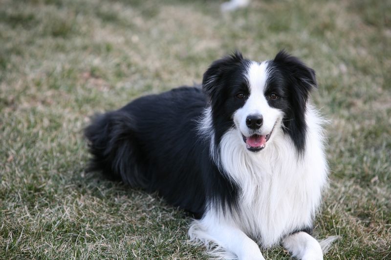 13 dogs that consistently impress owners with how quickly they learn