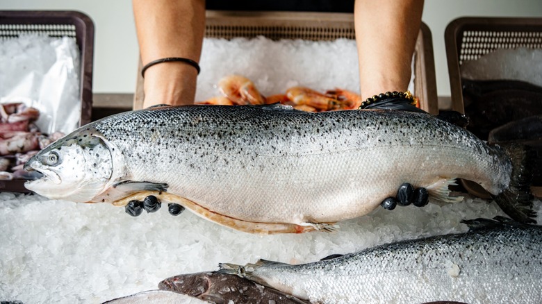 This part of a salmon contains more omega-3 than any other