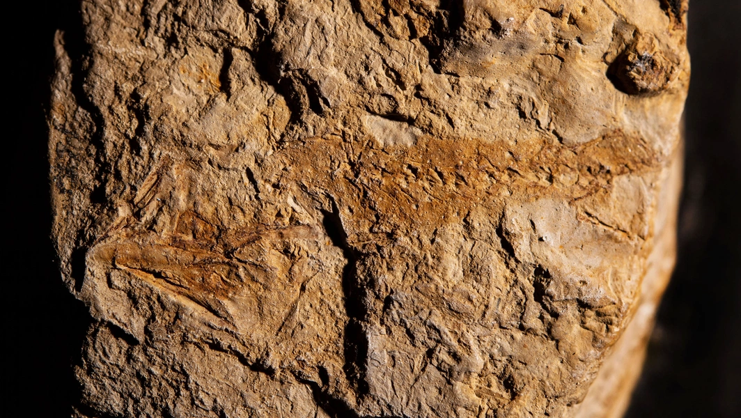Ancient Mexican salamander fossil discovery