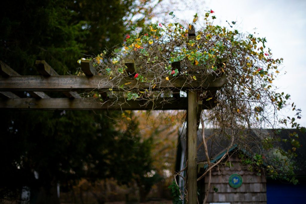 Backyard tree craft hacks that turn nature into stunning outdoor upgrades
