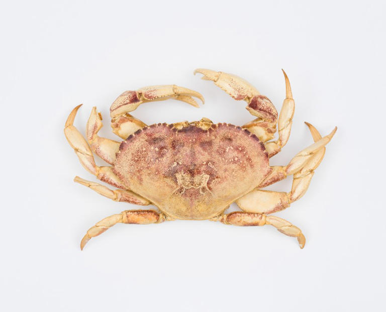 Rare coastal artifact from Oregon on display at the Smithsonian for ...