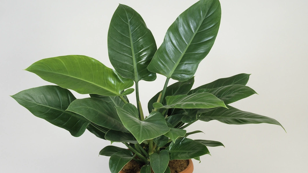 Philodendron care made simple for plant lovers
