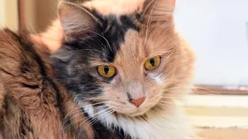 Genetics and history of rare calico cats