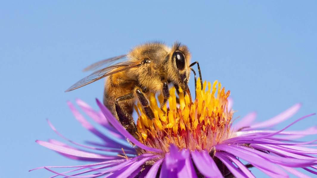Organic gardening practices that protect pollinators