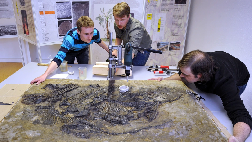 Fossils reclassified through new scientific insights