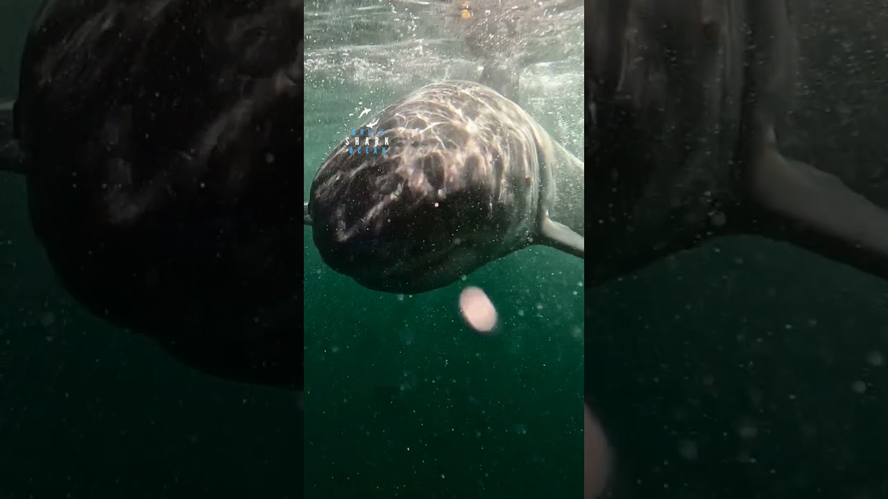 Great white shark lunges at the bait