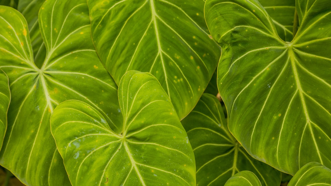 Philodendron care made simple for plant lovers