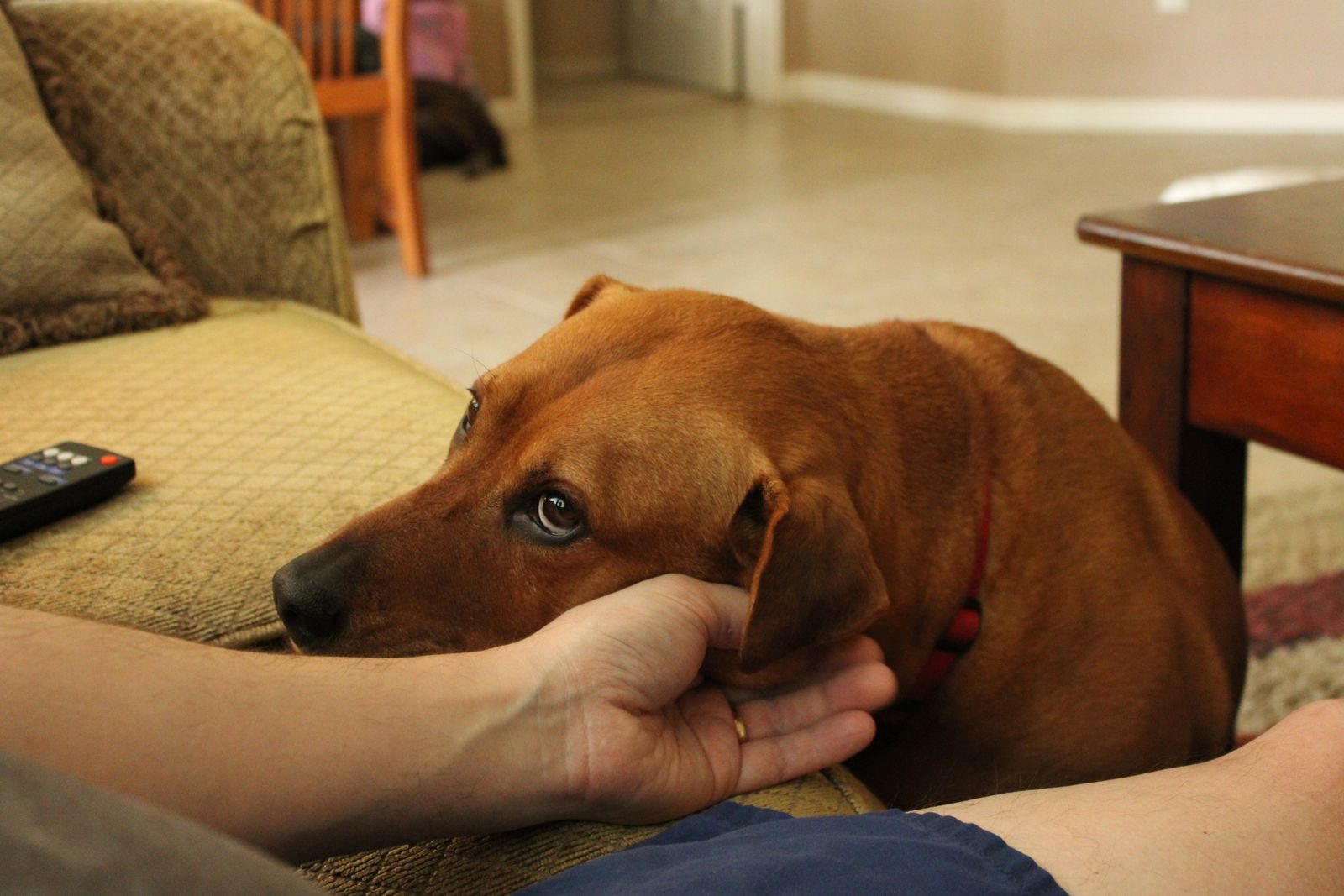 The science behind dogs detecting human brain trauma