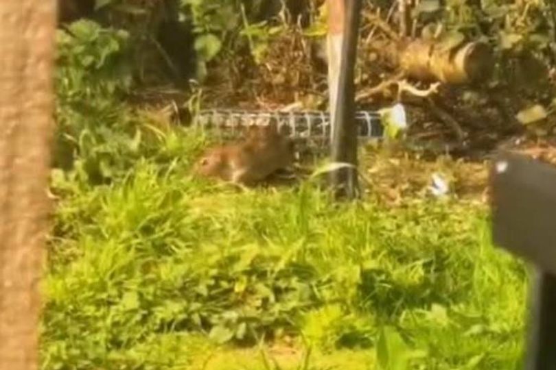 Woman feeding birds caused rat infestation around Welsh homes and school
