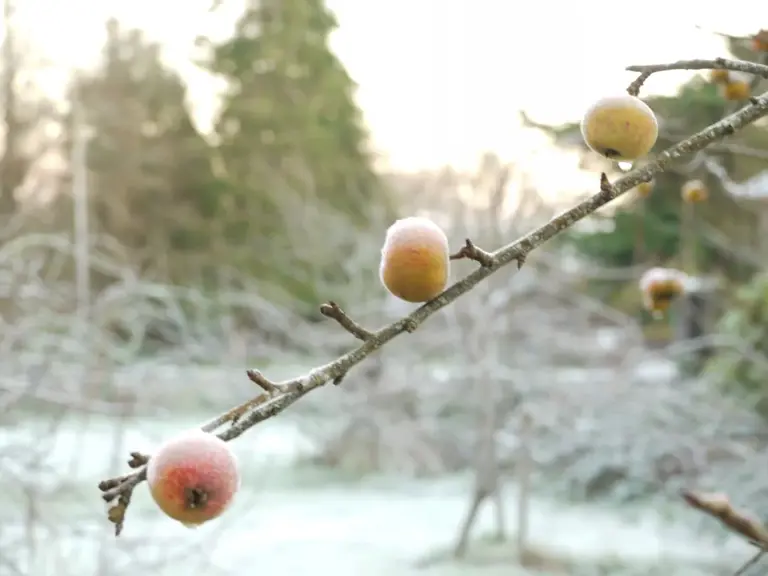 How to protect delicate fruit tree blossoms from a sudden late spring frost