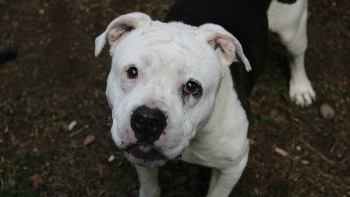 Sweet shelter pit bull with unique smile waits for forever home after ...