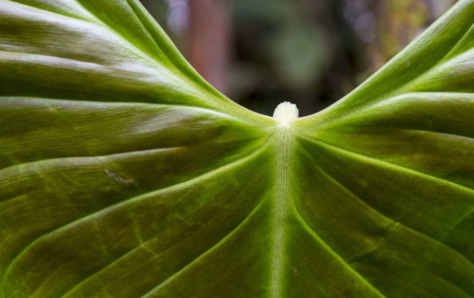 Philodendron care made simple for plant lovers