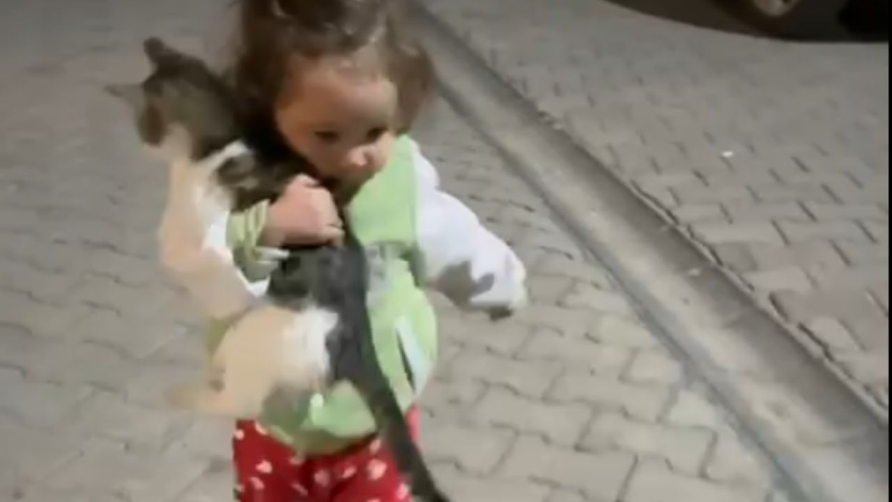 Toddler forms a sweet bond with a stray cat through warm hugs