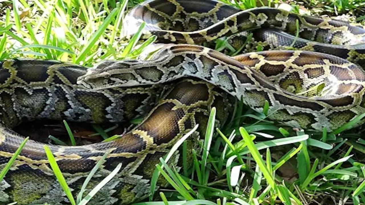 Conservation team removes four tons of large, invasive snakes, breaks ...