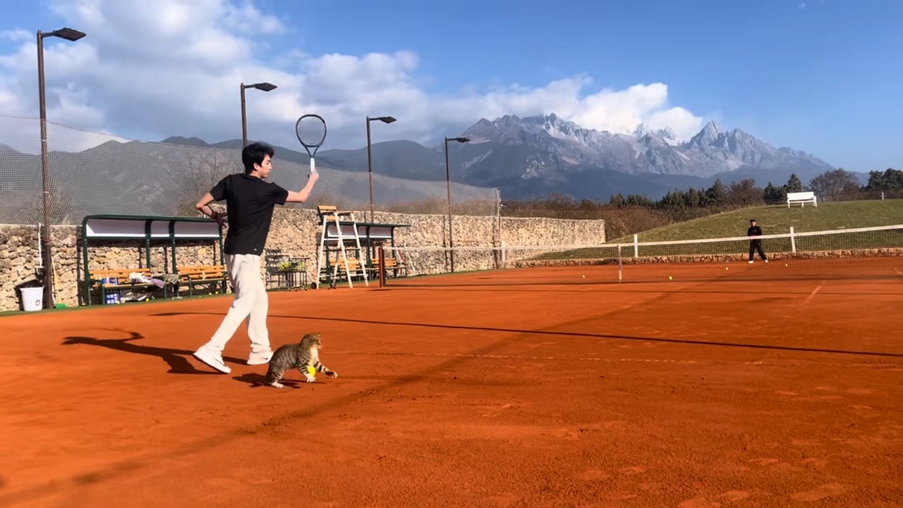 Playful cat snatches tennis ball mid-game in Yunnan