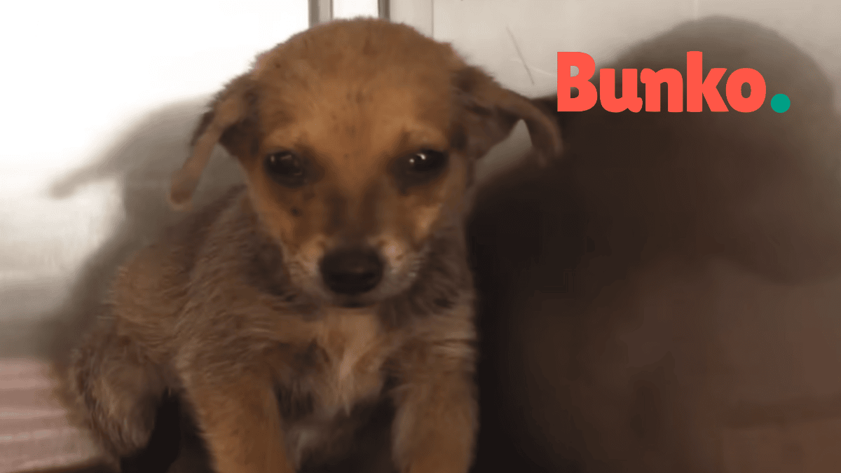 Gari, the puppy who faced abandonment at six months and found a new ...