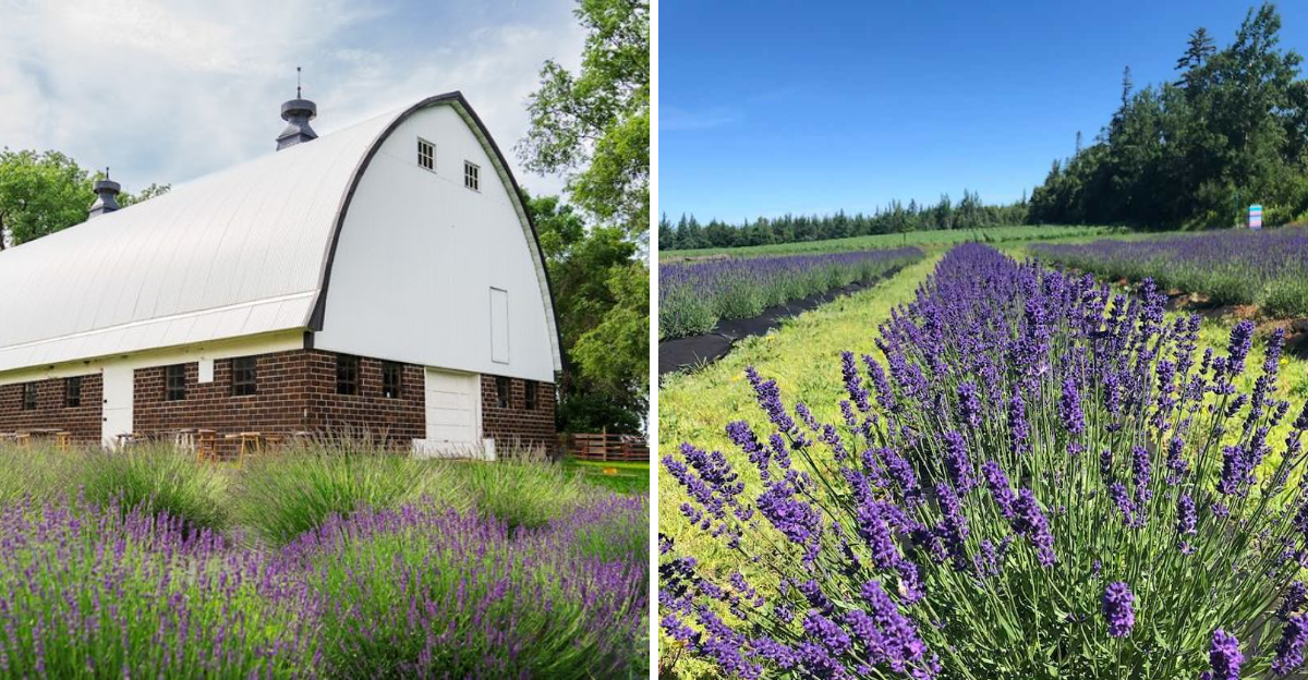 These Minnesota lavender farms and flower fields are perfect for a ...