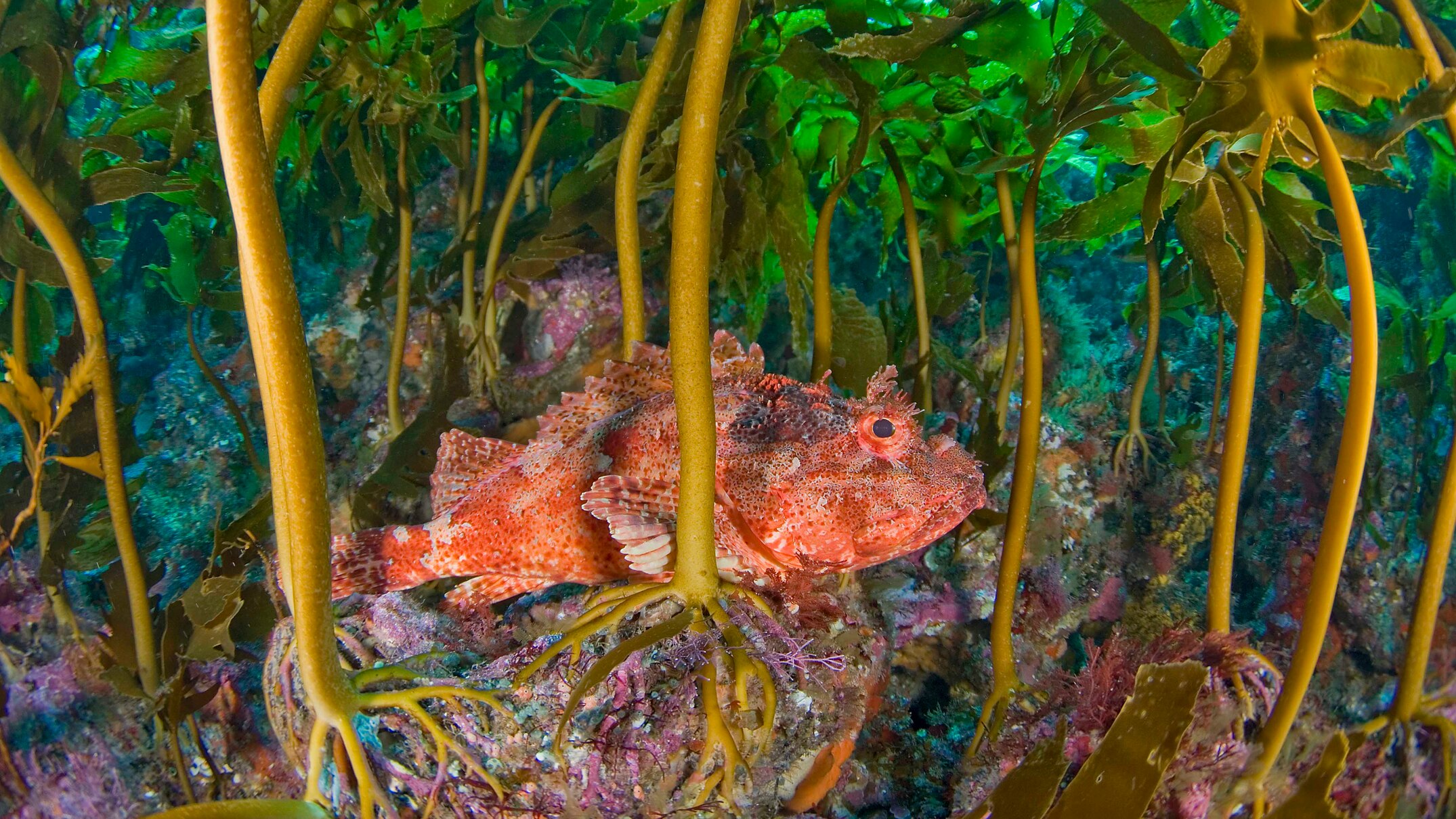 Research to edit kelp's genes to withstand climate change attracts US grant