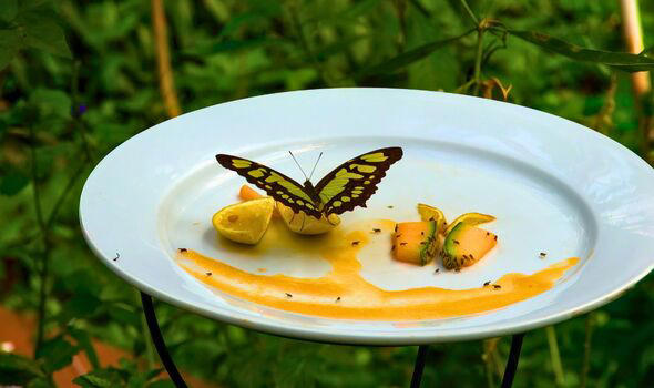 Anyone with a garden urged to leave 1 certain fruit outside for the ...